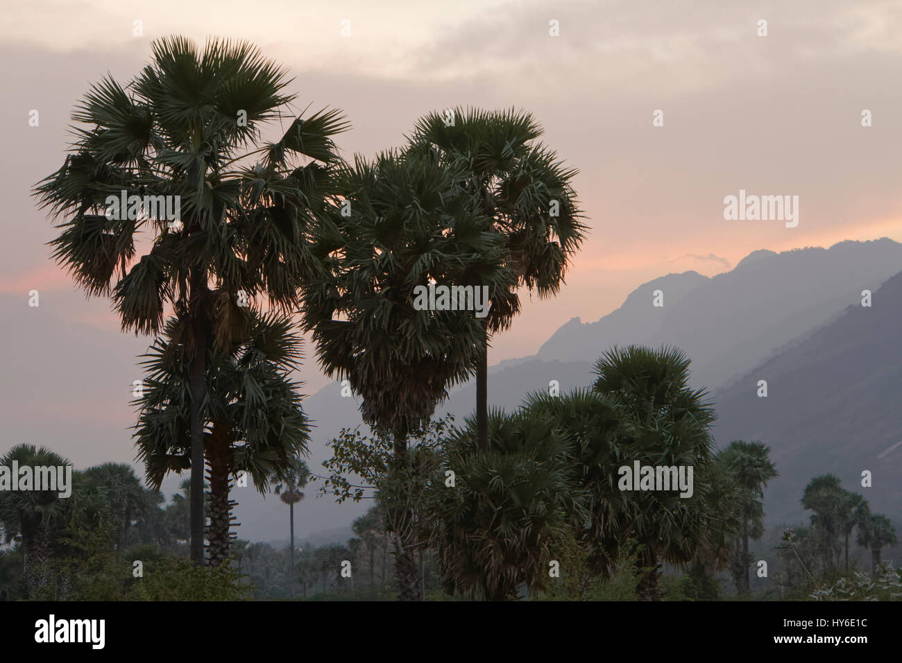 Indian trees hi-res stock photography and images - Alamy