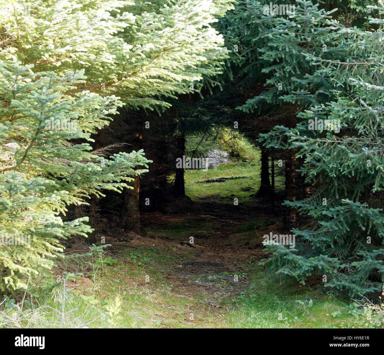 Passage across trees hi-res stock photography and images - Alamy