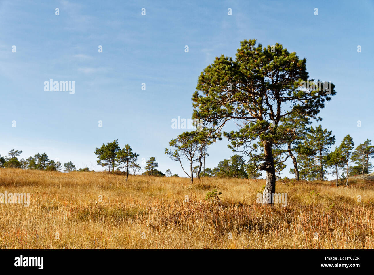 Autuminal tree in Heggmoen, Northern Norway Stock Photo - Alamy