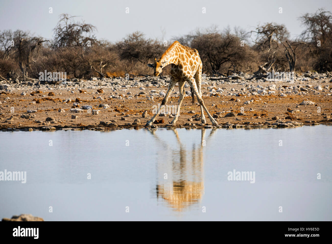 Angolan Giraffe, Giraffa giraffa angolensis, Klein Namutoni Waterhole, Etosha National Park ...