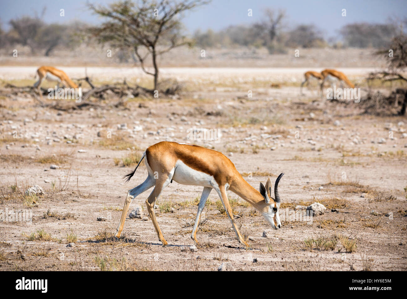 Springbok eating hi-res stock photography and images - Alamy