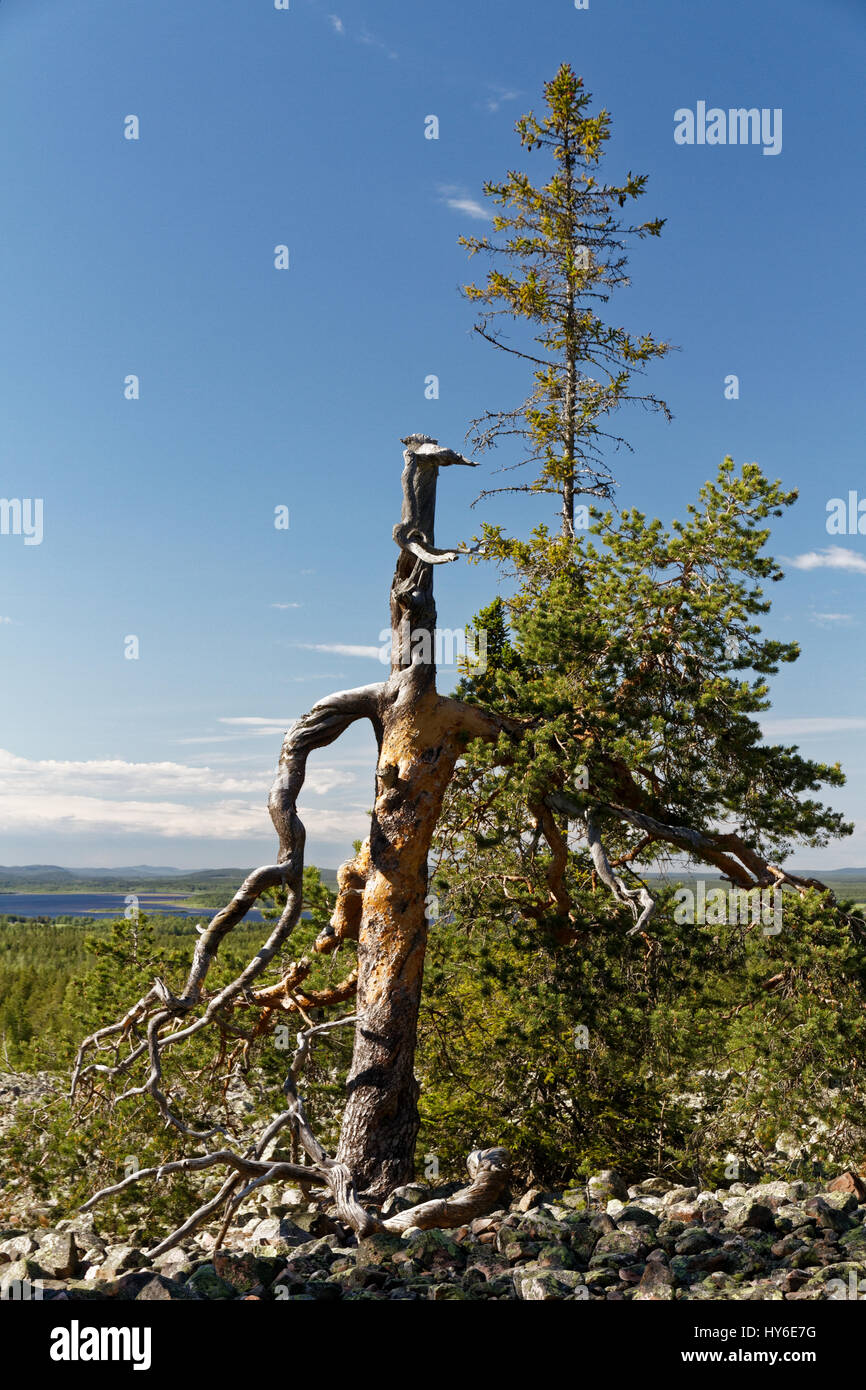 Old tree trung hi-res stock photography and images - Alamy