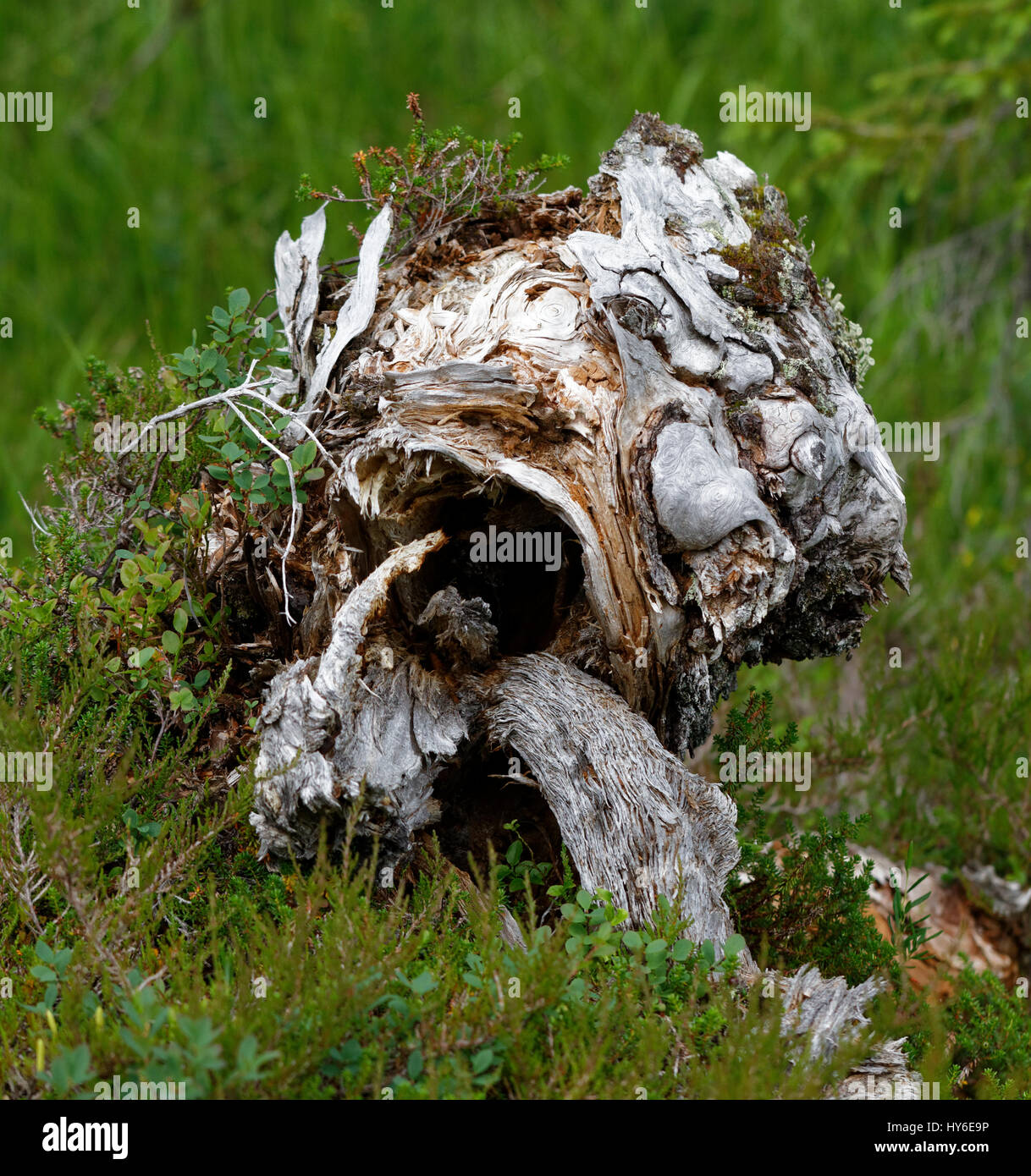 Rounded stub hi-res stock photography and images - Alamy