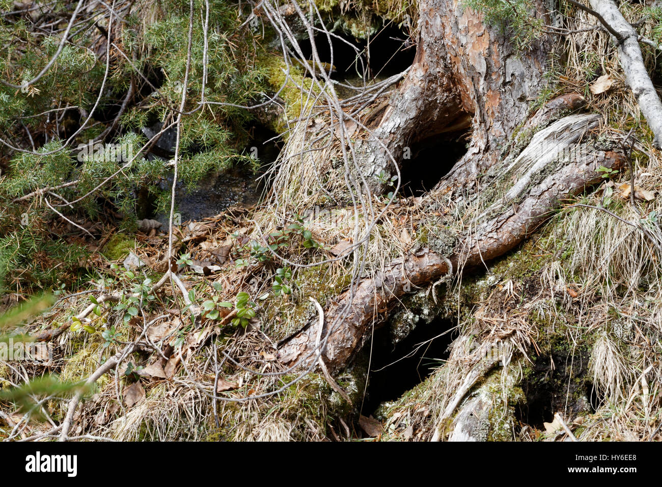 Holes in tree roots in a forest Stock Photo - Alamy