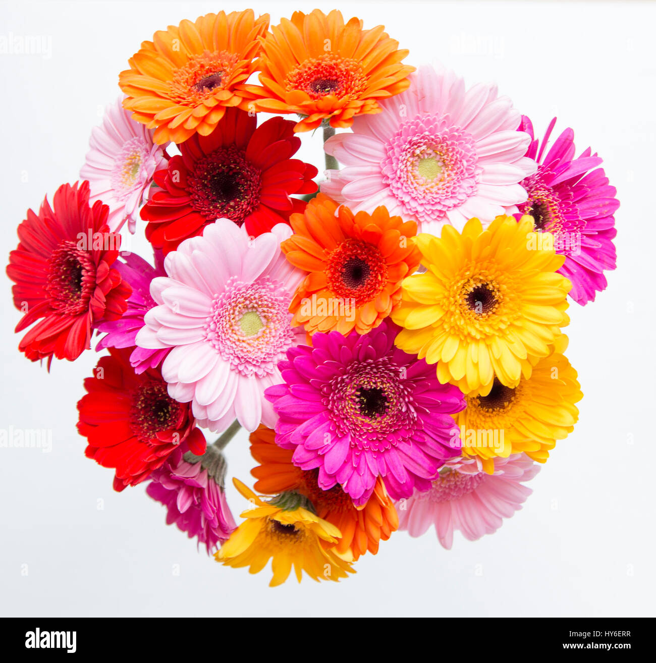 Gerber daisies hi-res stock photography and images - Alamy