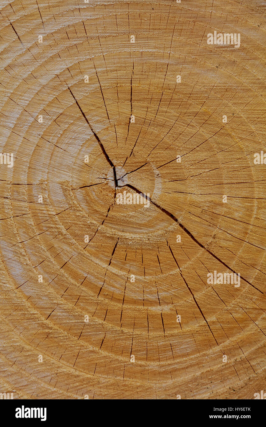 close-up wooden cut texture wood cut texture Stock Photo - Alamy