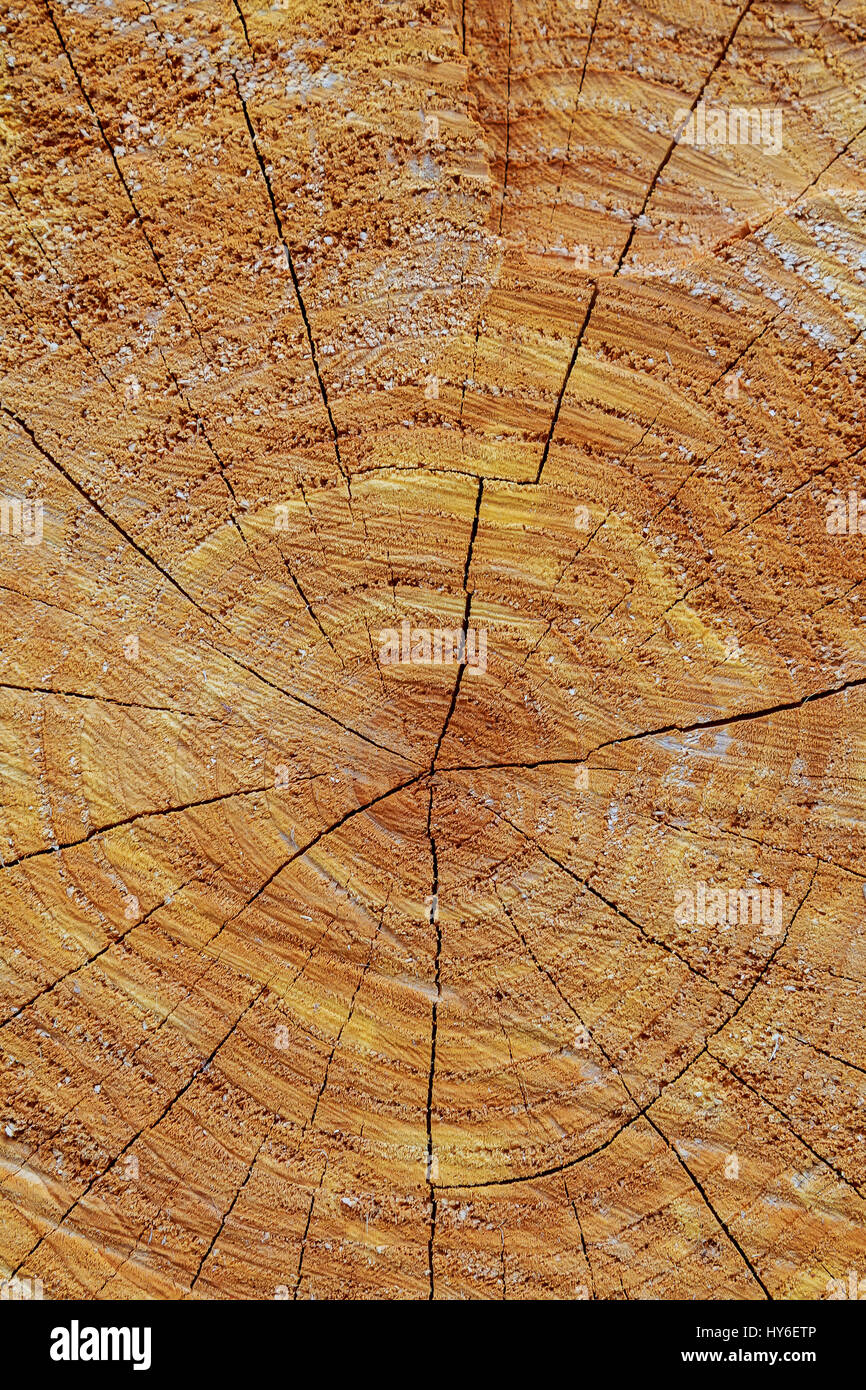 stump of oak tree felled - section of the trunk with annual rings Stock ...