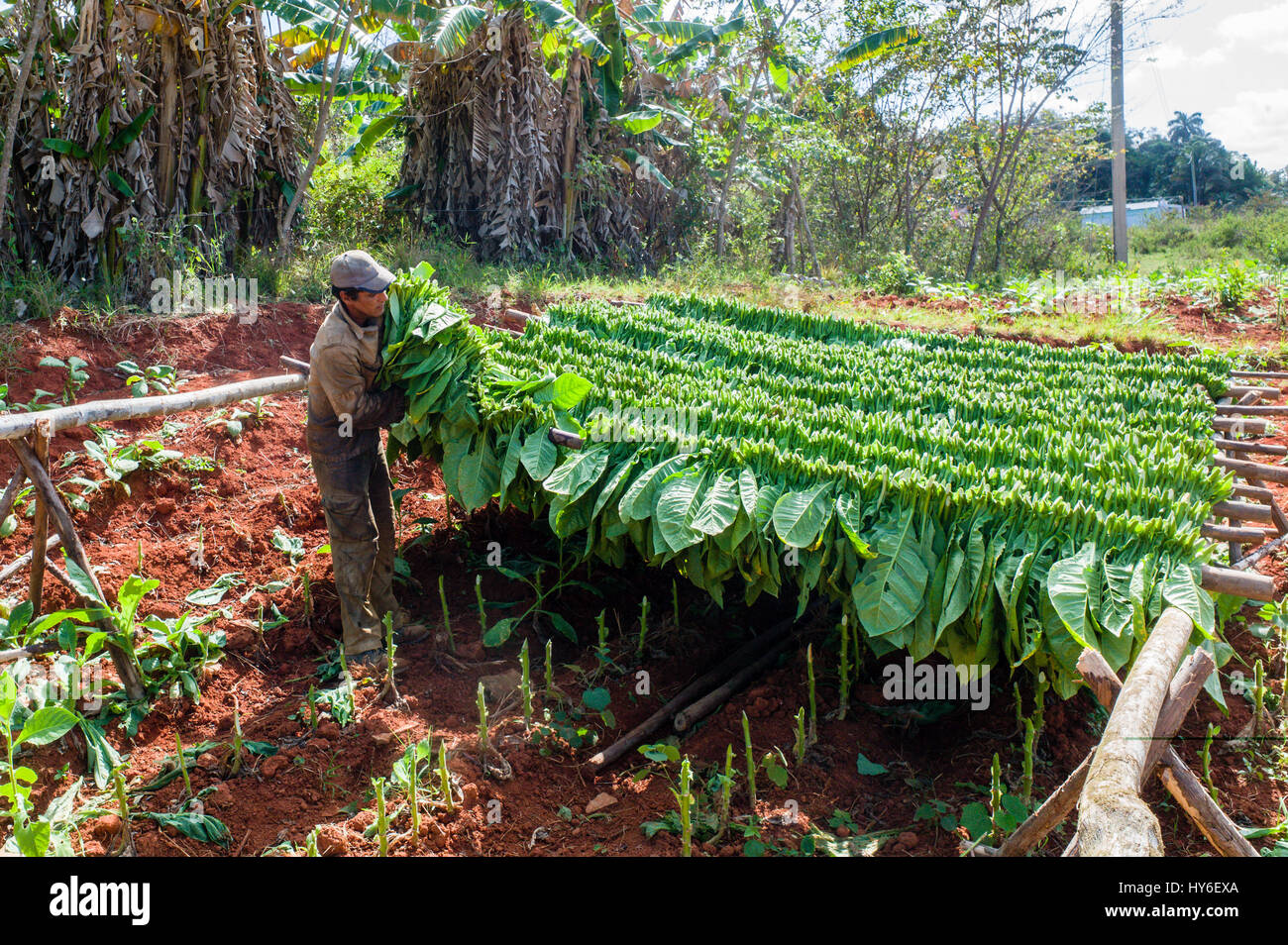 Jorge is cutting tobacco leaves and putting them on drying racks to dry ...