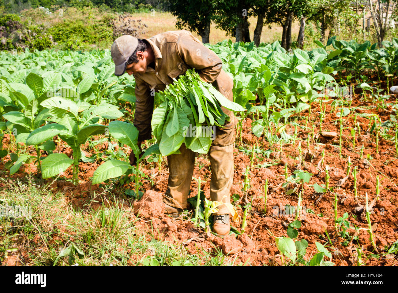 Jorge is cutting tobacco leaves and putting them on drying racks to dry ...