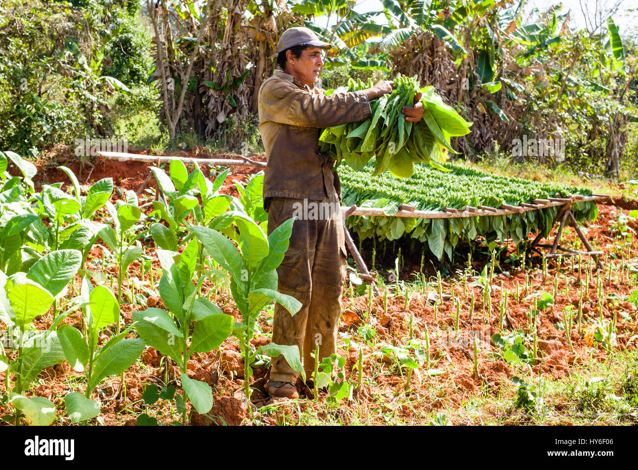 Jorge is cutting tobacco leaves and putting them on drying racks to dry ...