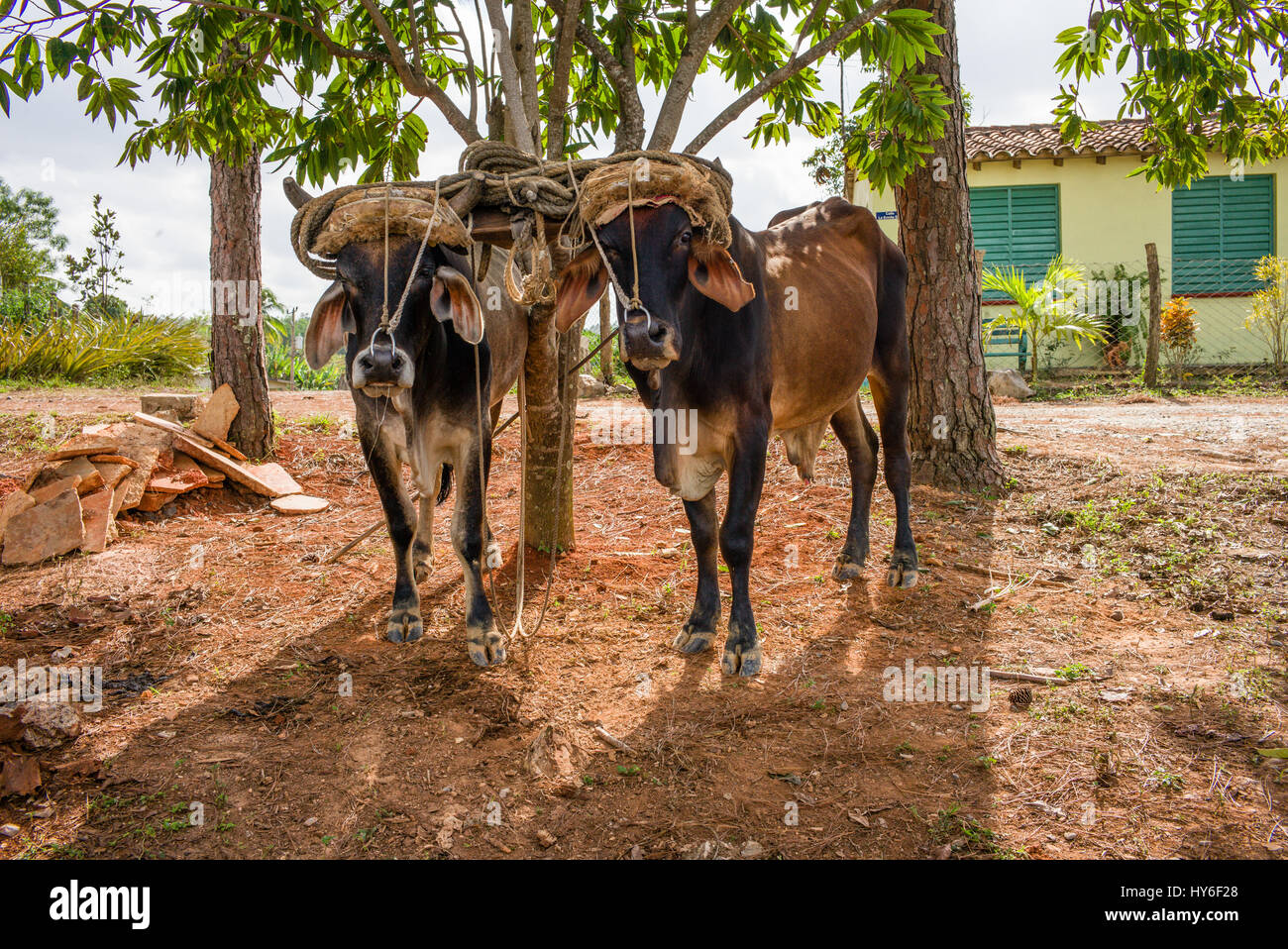 Yoked together hi-res stock photography and images - Alamy