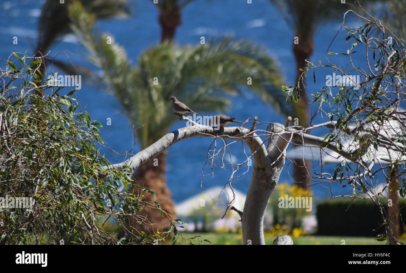 birds on a tree Stock Photo - Alamy