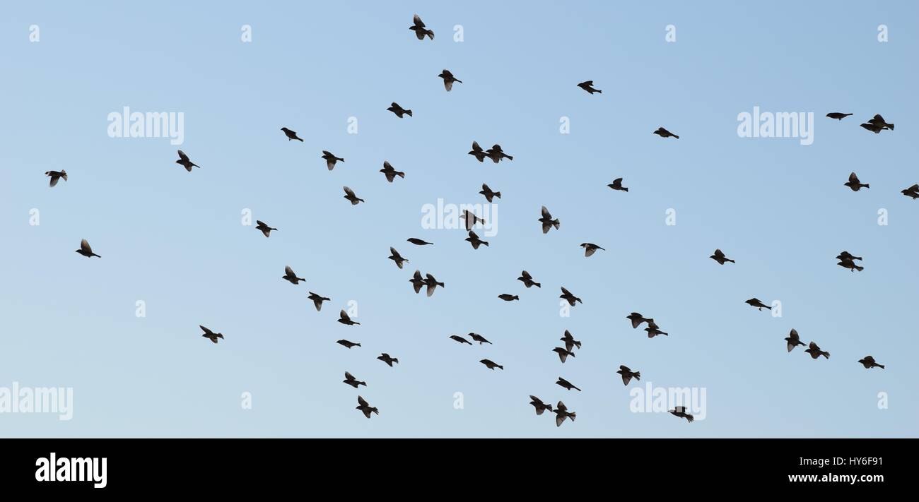 Immigration of birds hi-res stock photography and images - Alamy
