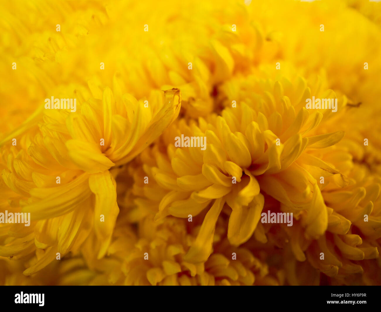 Closeup yellow Tagetes erecta aka Marigolds background Stock Photo - Alamy