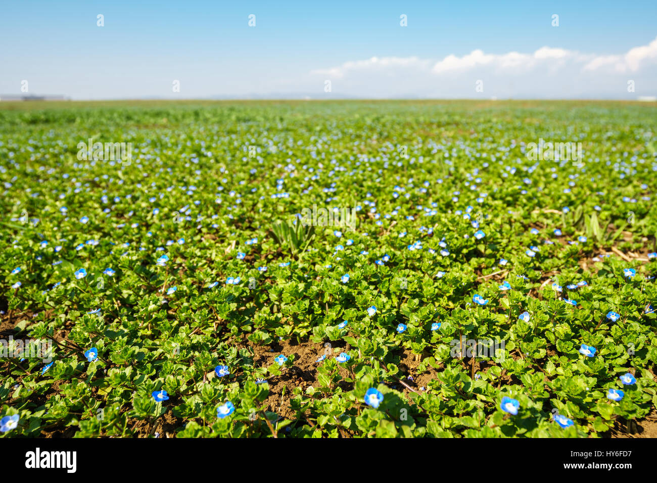 A field of forget me not flowers Stock Photo - Alamy