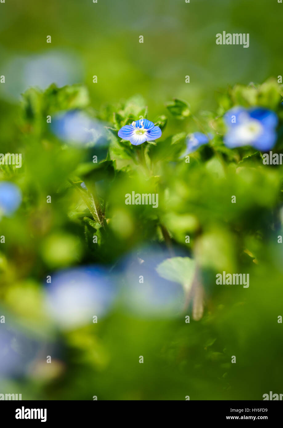 Forget me not blue flowers with selective focus Stock Photo - Alamy