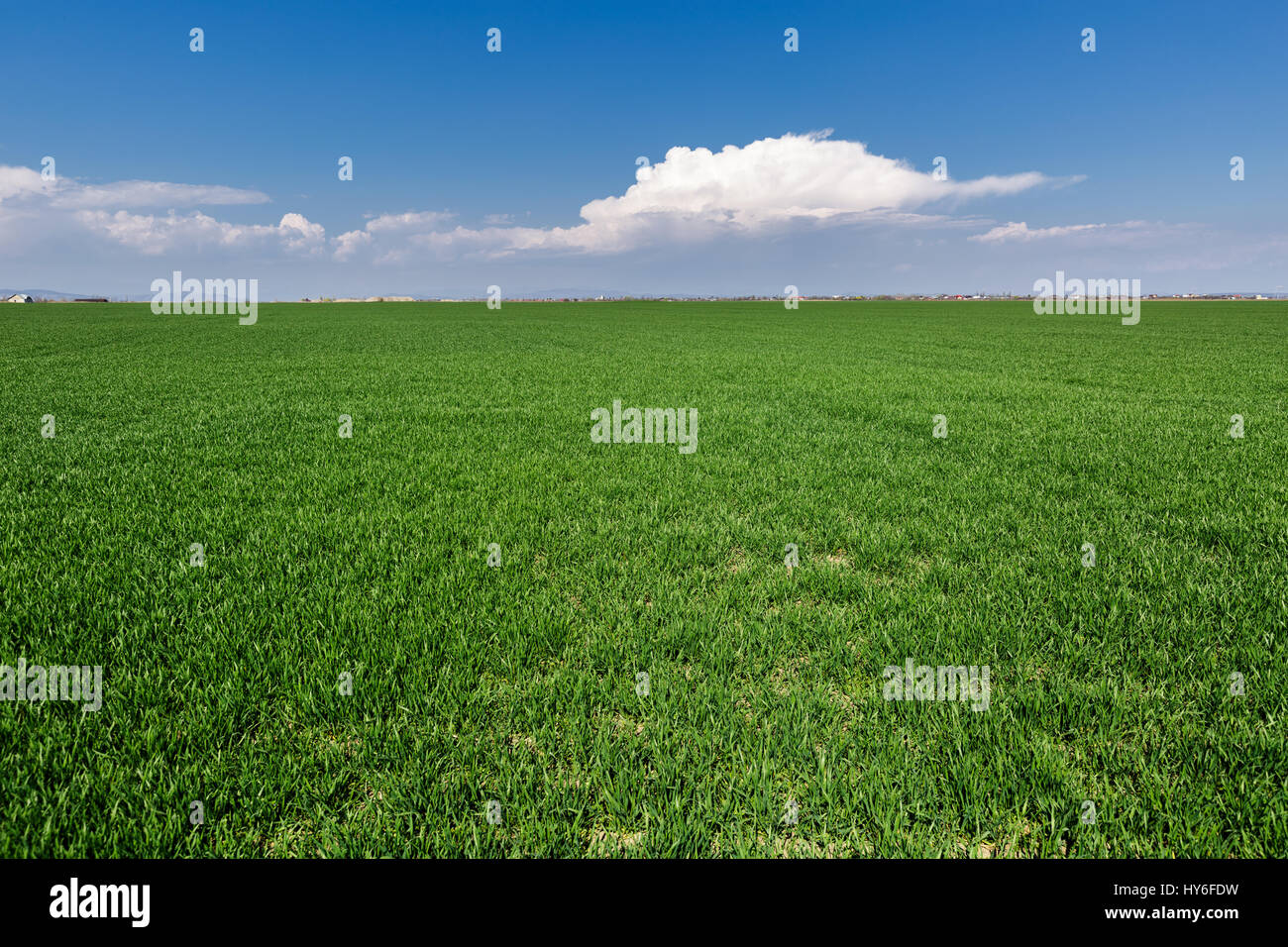 Landscape of a huge grass field with clouds and sky above Stock Photo ...