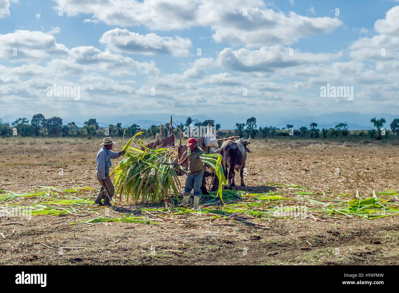 Countryside around Holguin, Cuba, farms and farming Stock Photo - Alamy