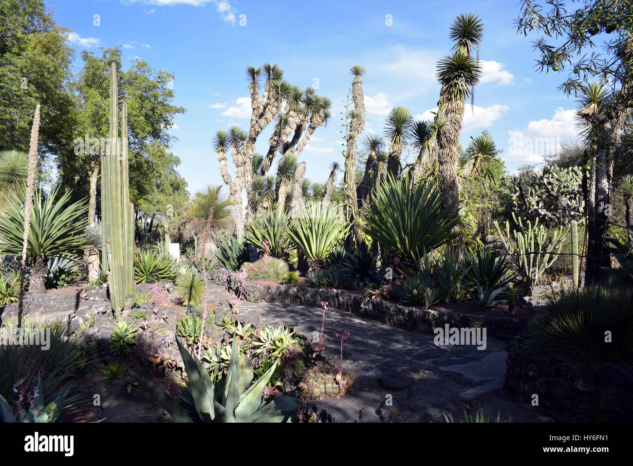 Mexico city university botanical garden Stock Photo - Alamy