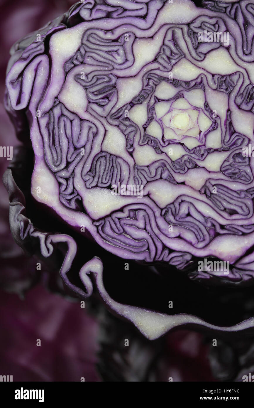 Cross section close up red cabbage hi-res stock photography and images ...