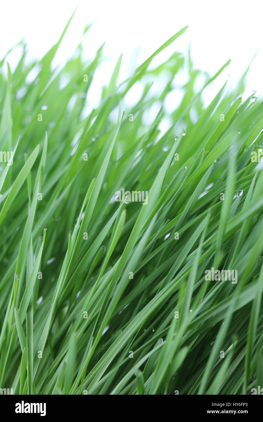 Wheatgrass shots hi-res stock photography and images - Alamy