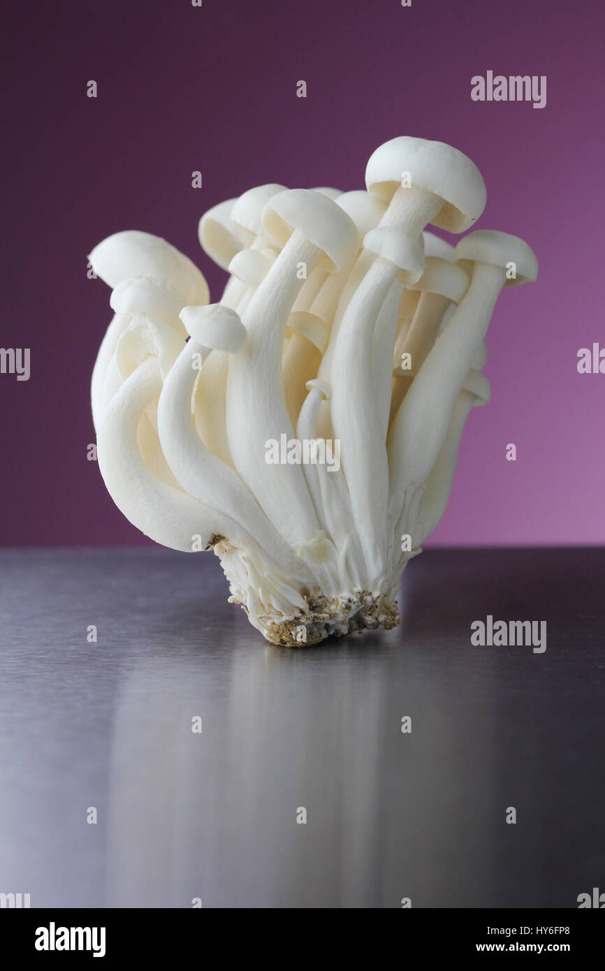 Shimeji white clamshell mushrooms hi-res stock photography and images ...