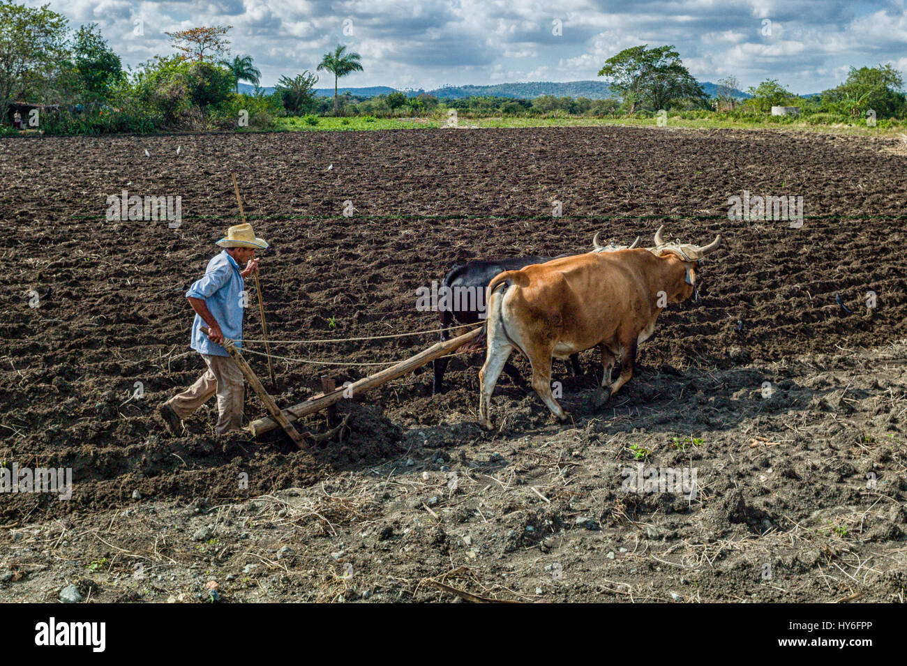 Manuel is plowing his yucca fields with Brahmas Stock Photo - Alamy
