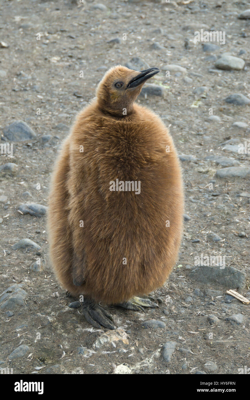 Fluffy King penguin chick Stock Photo - Alamy