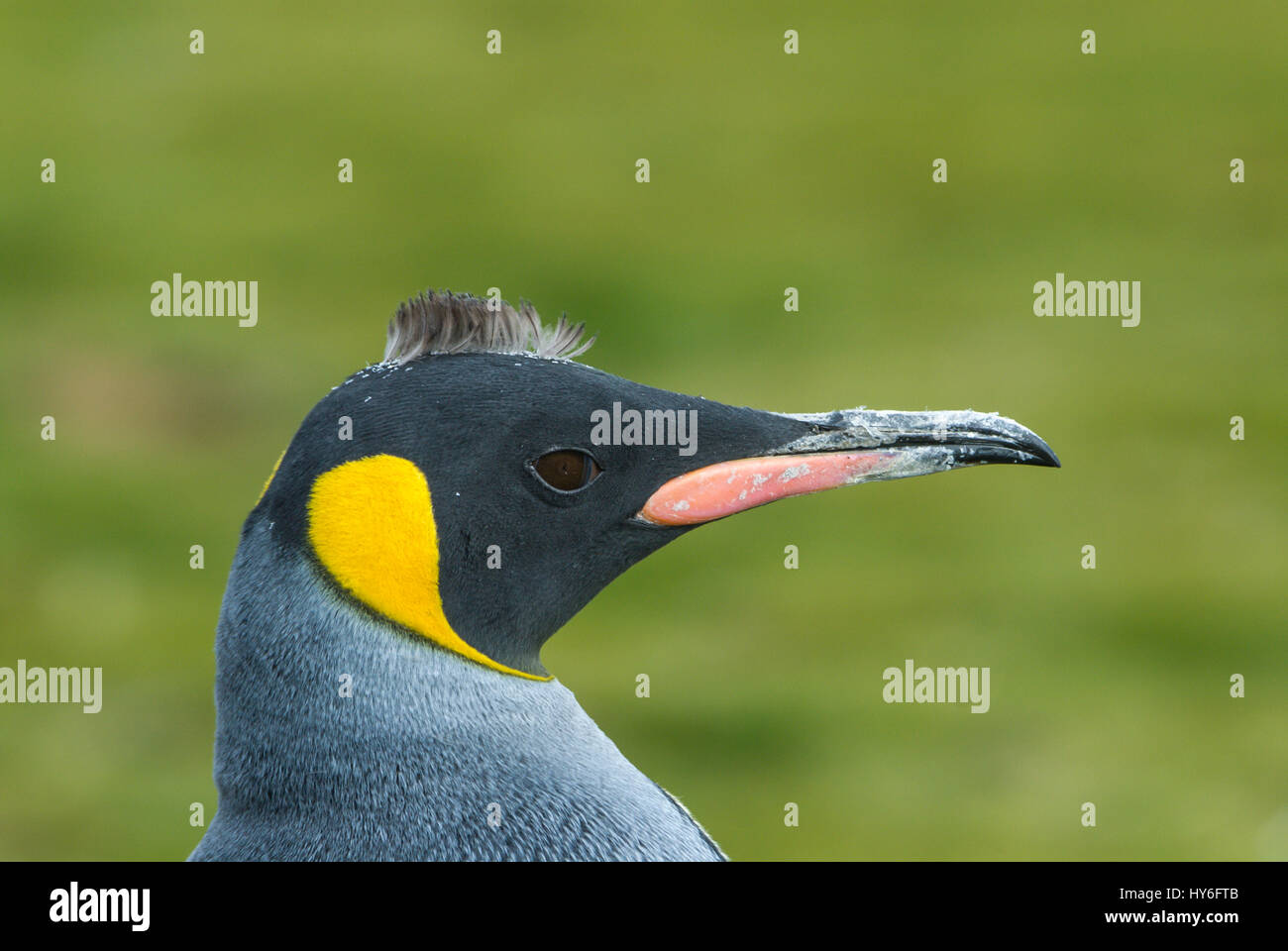 King to camera hi-res stock photography and images - Alamy