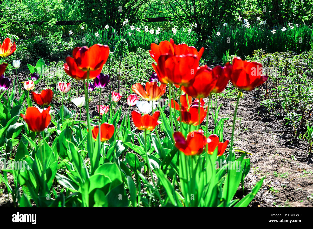 Flowering tulips on a flowerbed in a garden in the spring Stock Photo ...