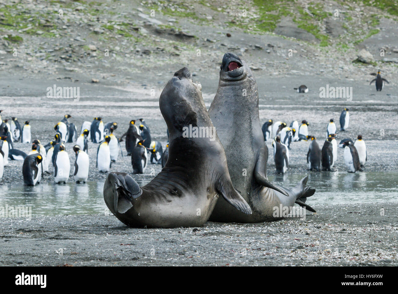 Elephant Seal fight Stock Photo - Alamy