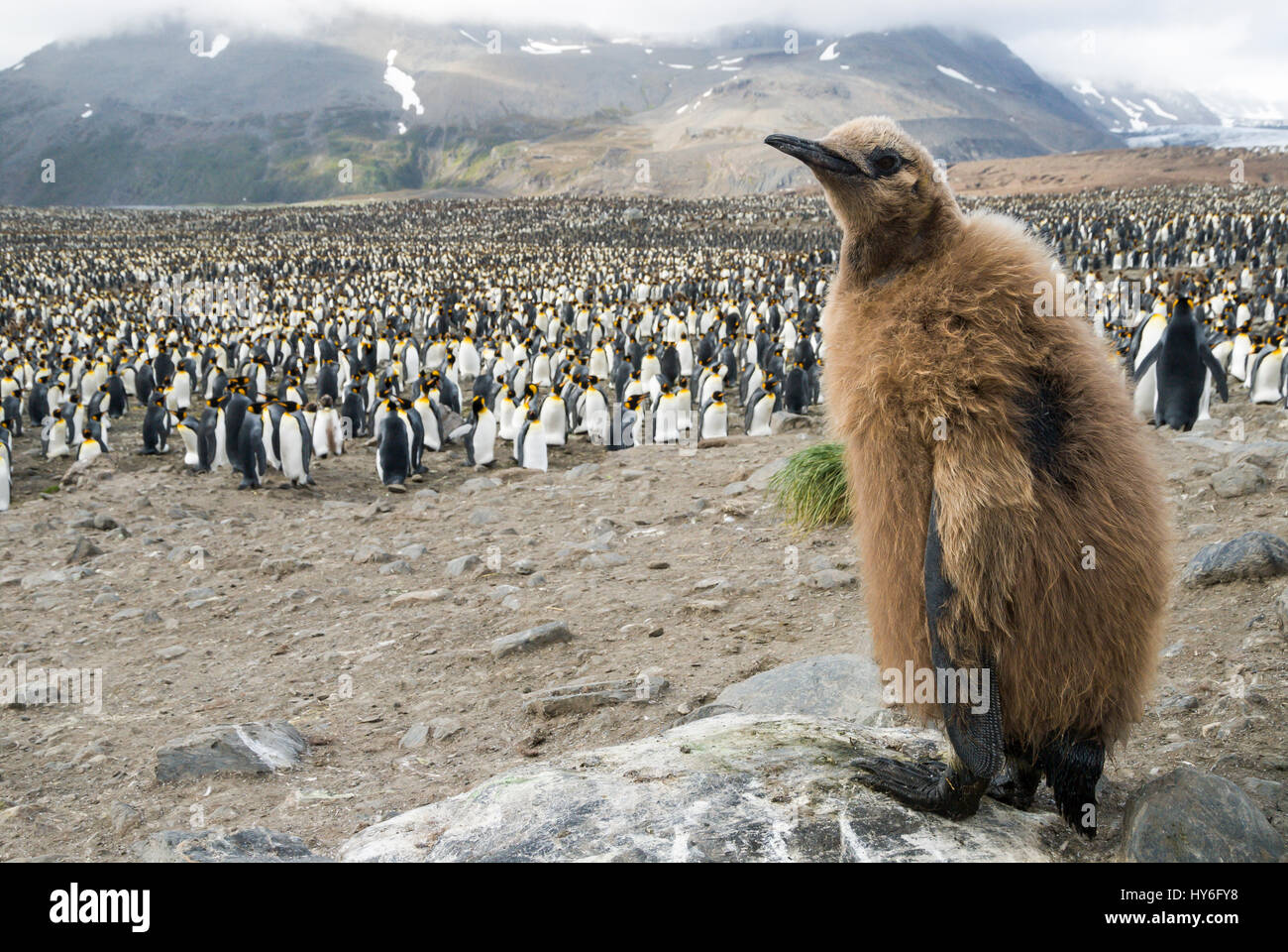 Fluffy King penguin chick Stock Photo - Alamy