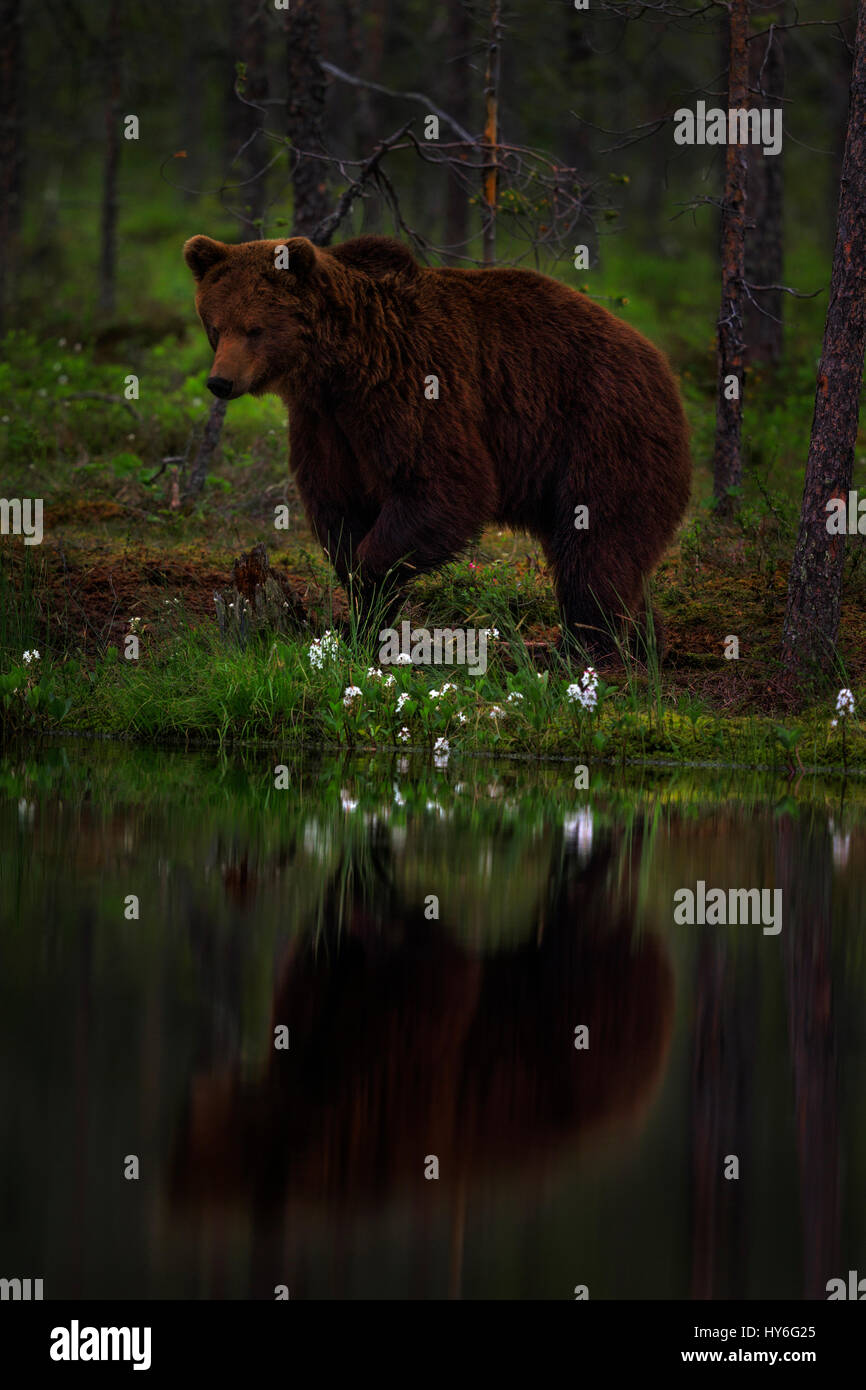 Brown Bear Staring High Resolution Stock Photography and Images - Alamy