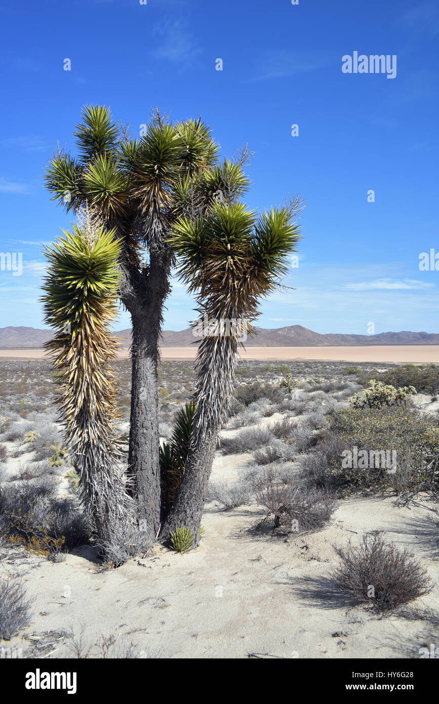 Mexican Desert Plants