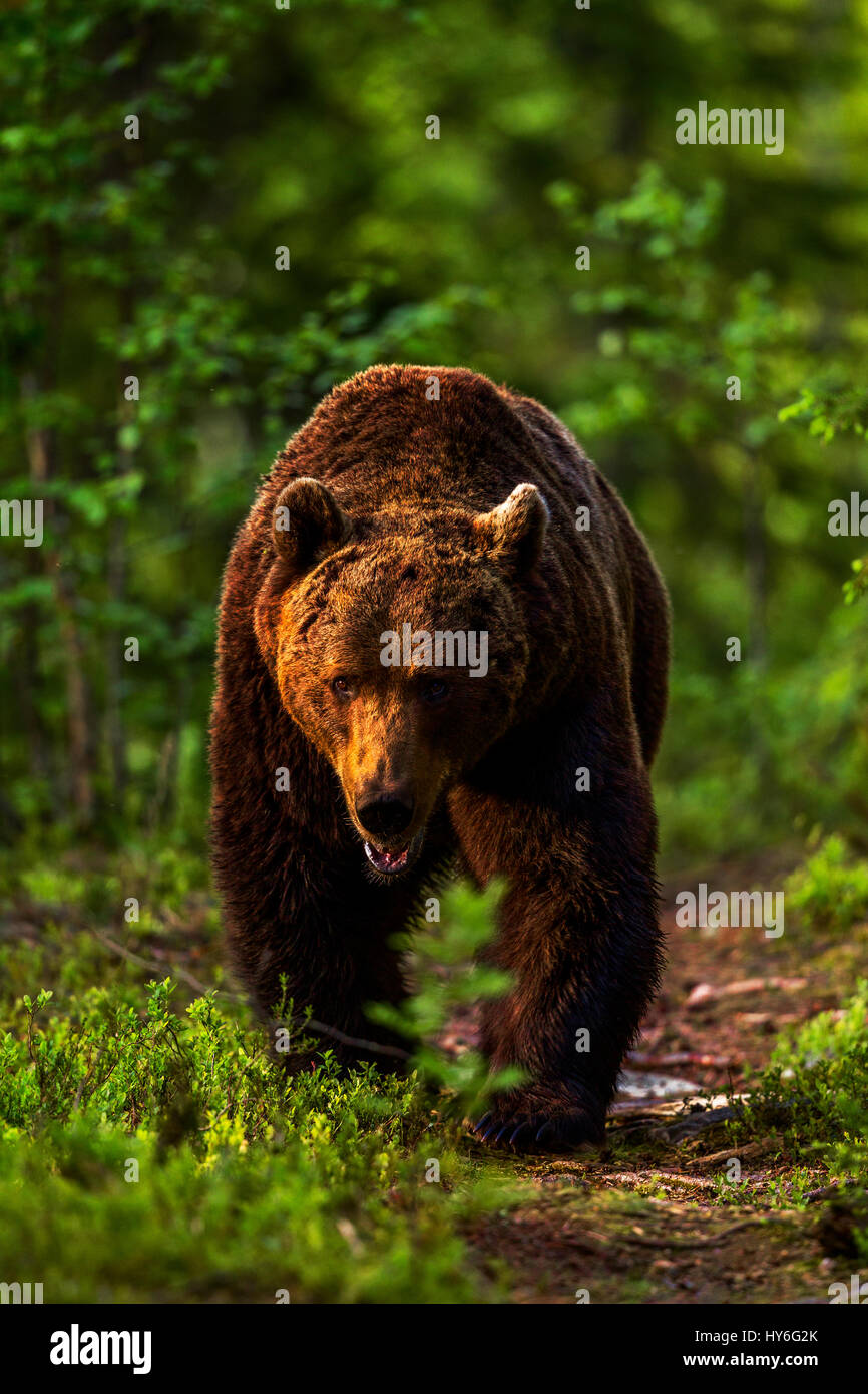 An approaching brown bear, Kuusamo, Finland Stock Photo - Alamy