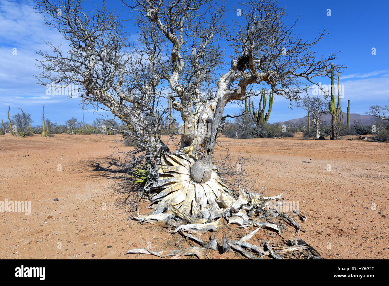 Baja Mexico desert plants Stock Photo - Alamy