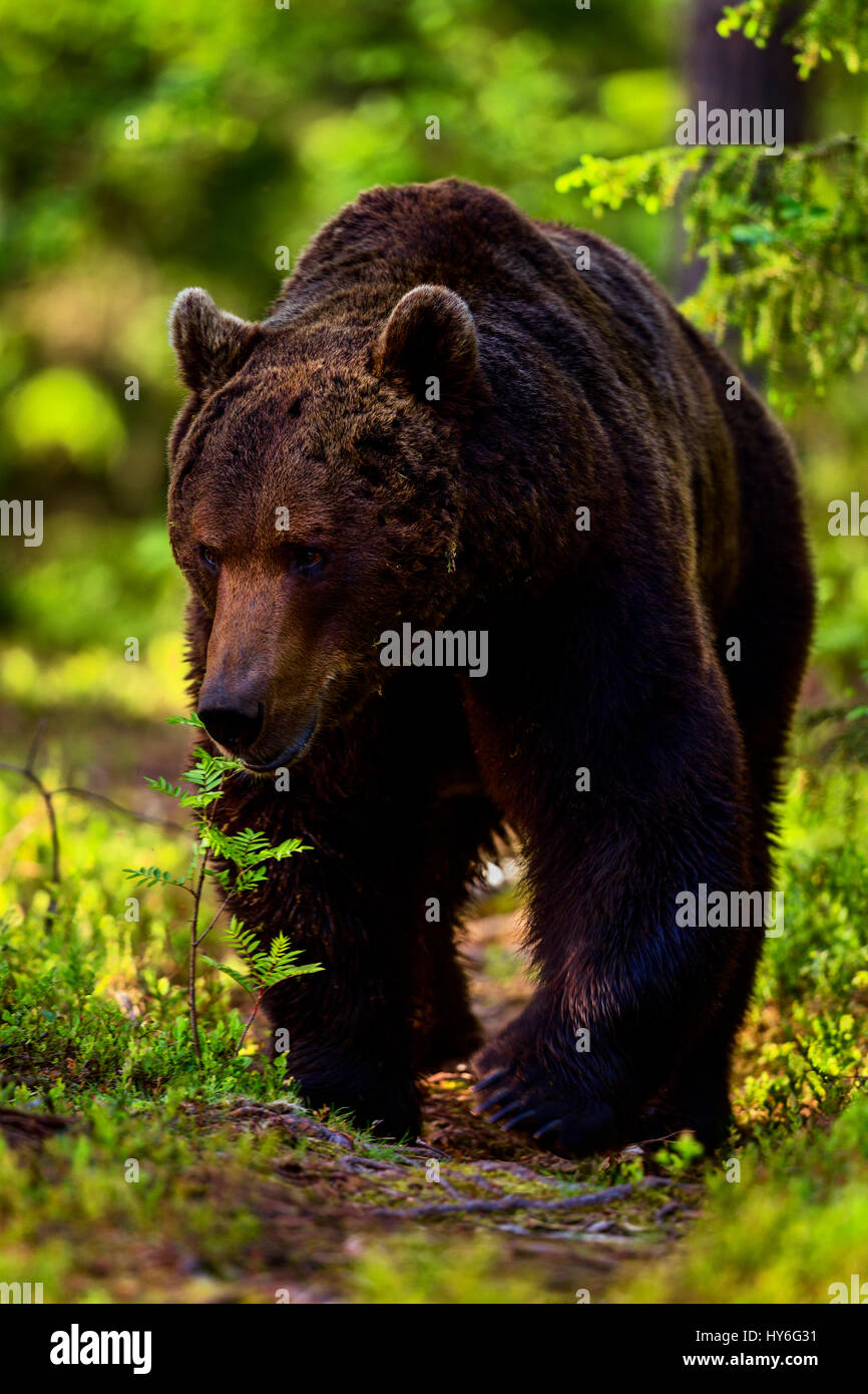 An approaching brown bear, Kuusamo, Finland Stock Photo - Alamy