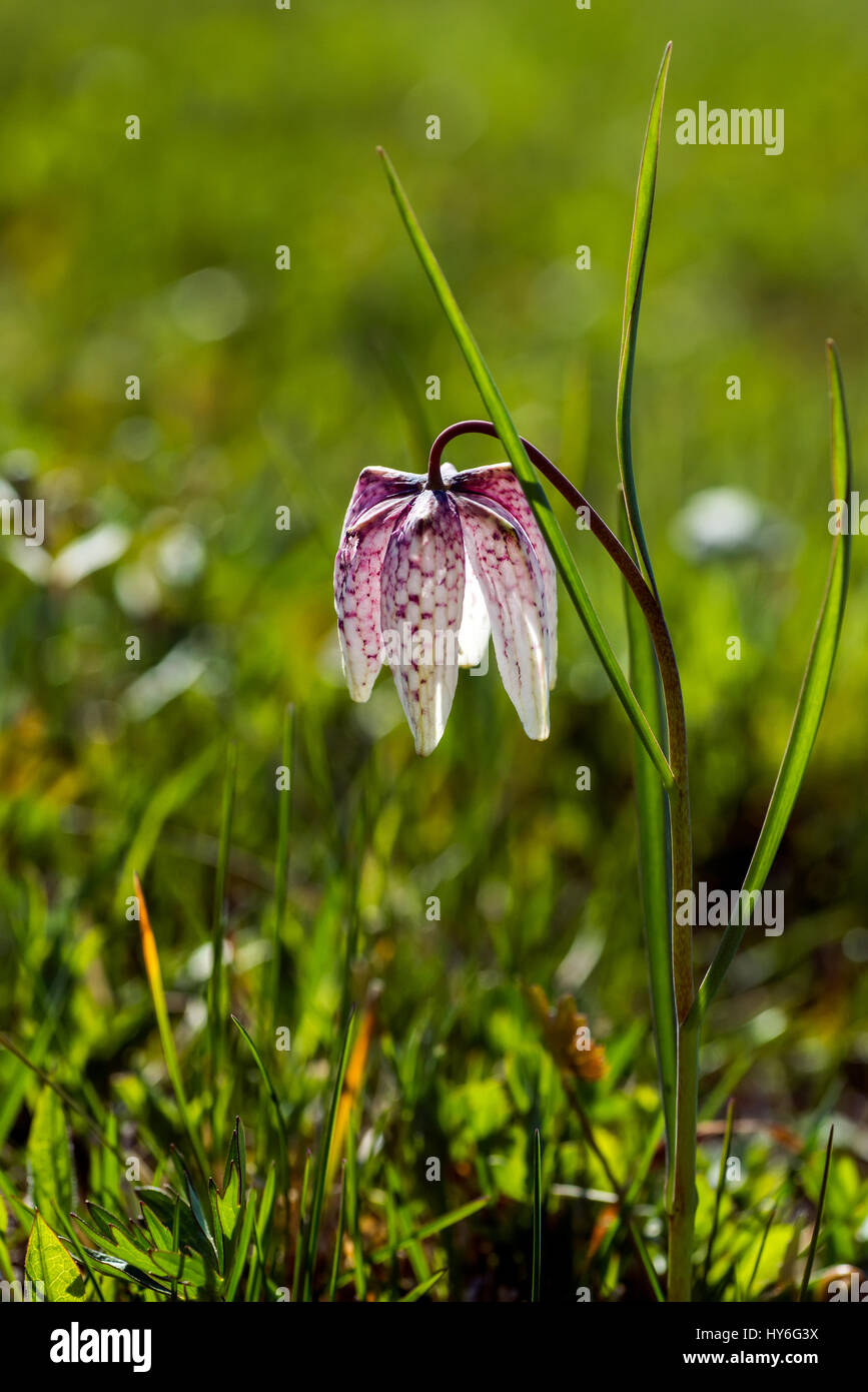 Snakehead fritillary hi-res stock photography and images - Alamy