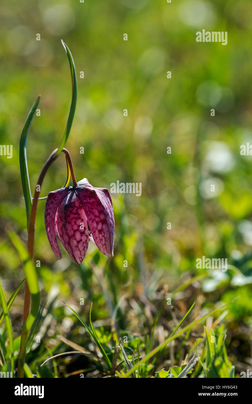 Snakehead fritillary hi-res stock photography and images - Alamy