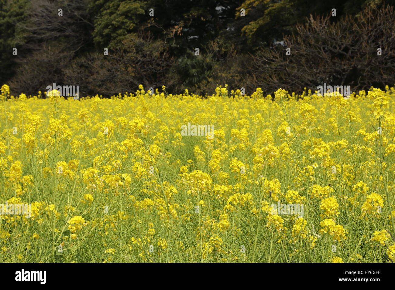 Host gardens hi-res stock photography and images - Alamy