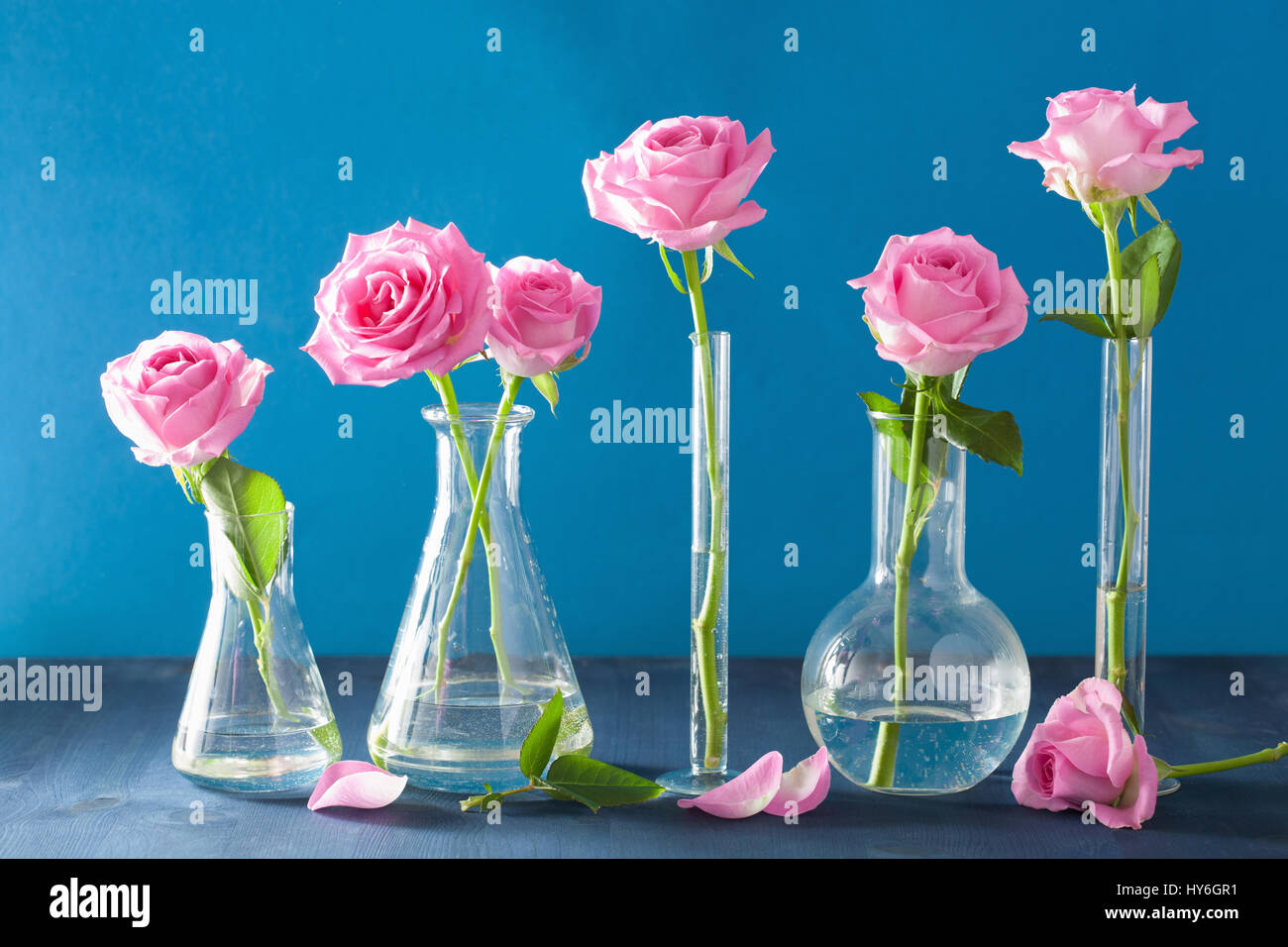 pink rose flowers in chemical flasks over blue Stock Photo - Alamy