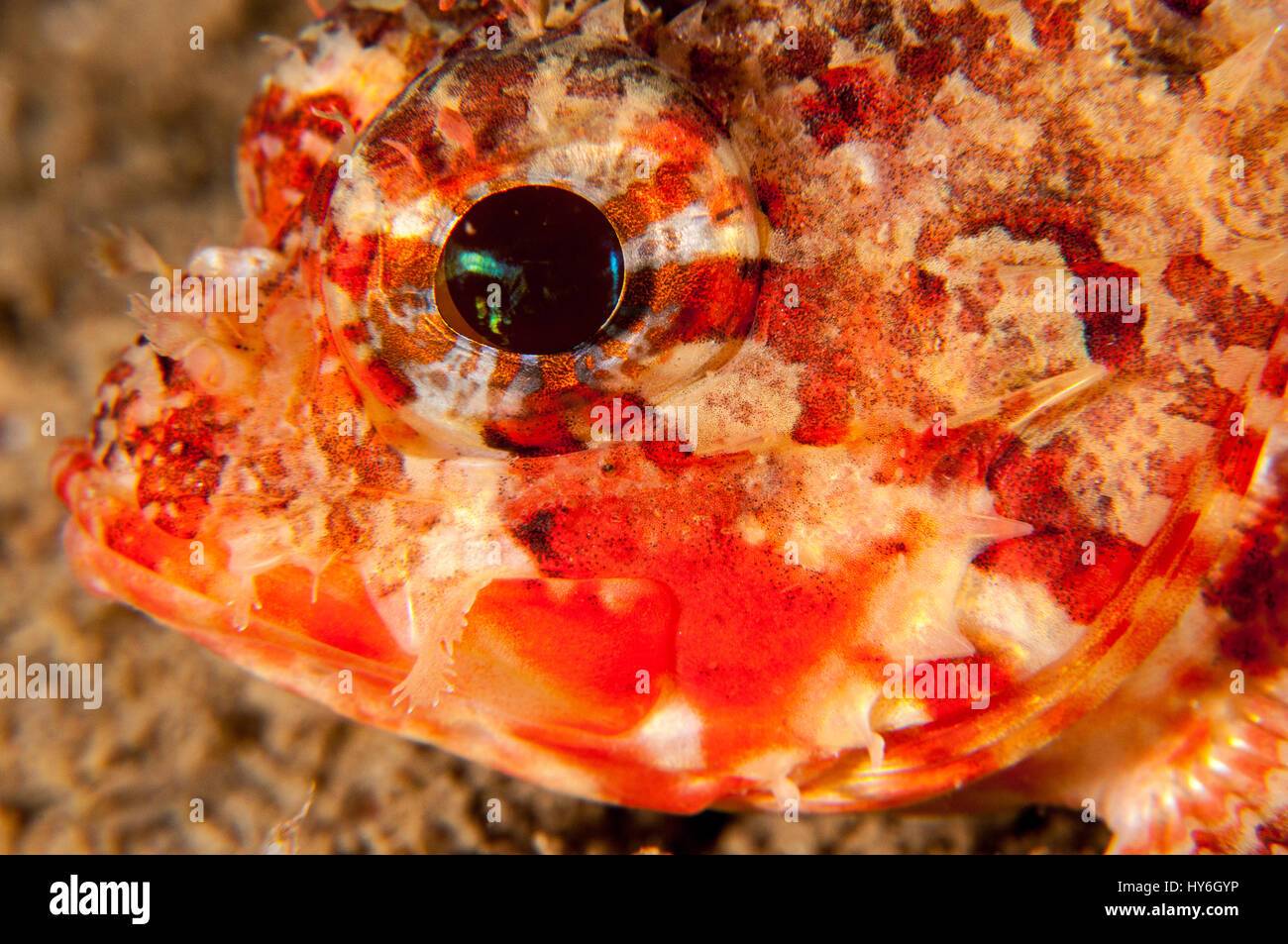 Black scorpionfish (Scorpaena porcus), L'escala, Costa Brava, Catalonia ...