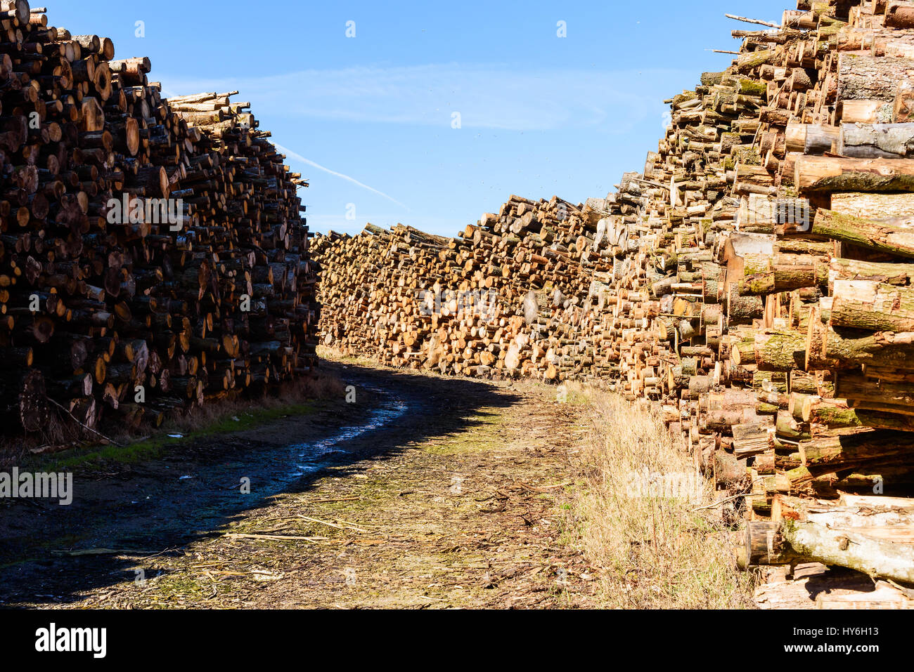 Country road with stacks of timber on either side. This timber will ...
