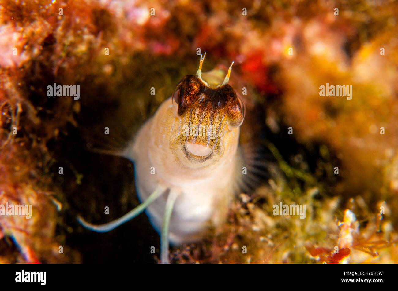 striped blenny (Parablennius rouxi), L'escala, Costa Brava, Catalonia ...