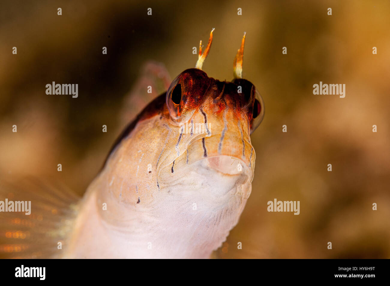 striped blenny (Parablennius rouxi), L'escala, Costa Brava, Catalonia ...