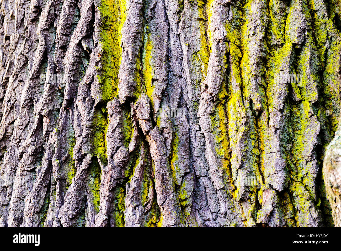 Lichen on rough bark texture hi-res stock photography and images - Alamy