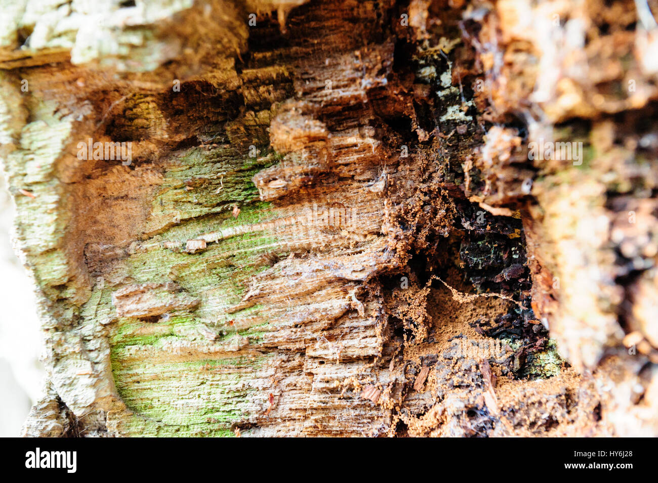 Pitted Texture High Resolution Stock Photography and Images - Alamy