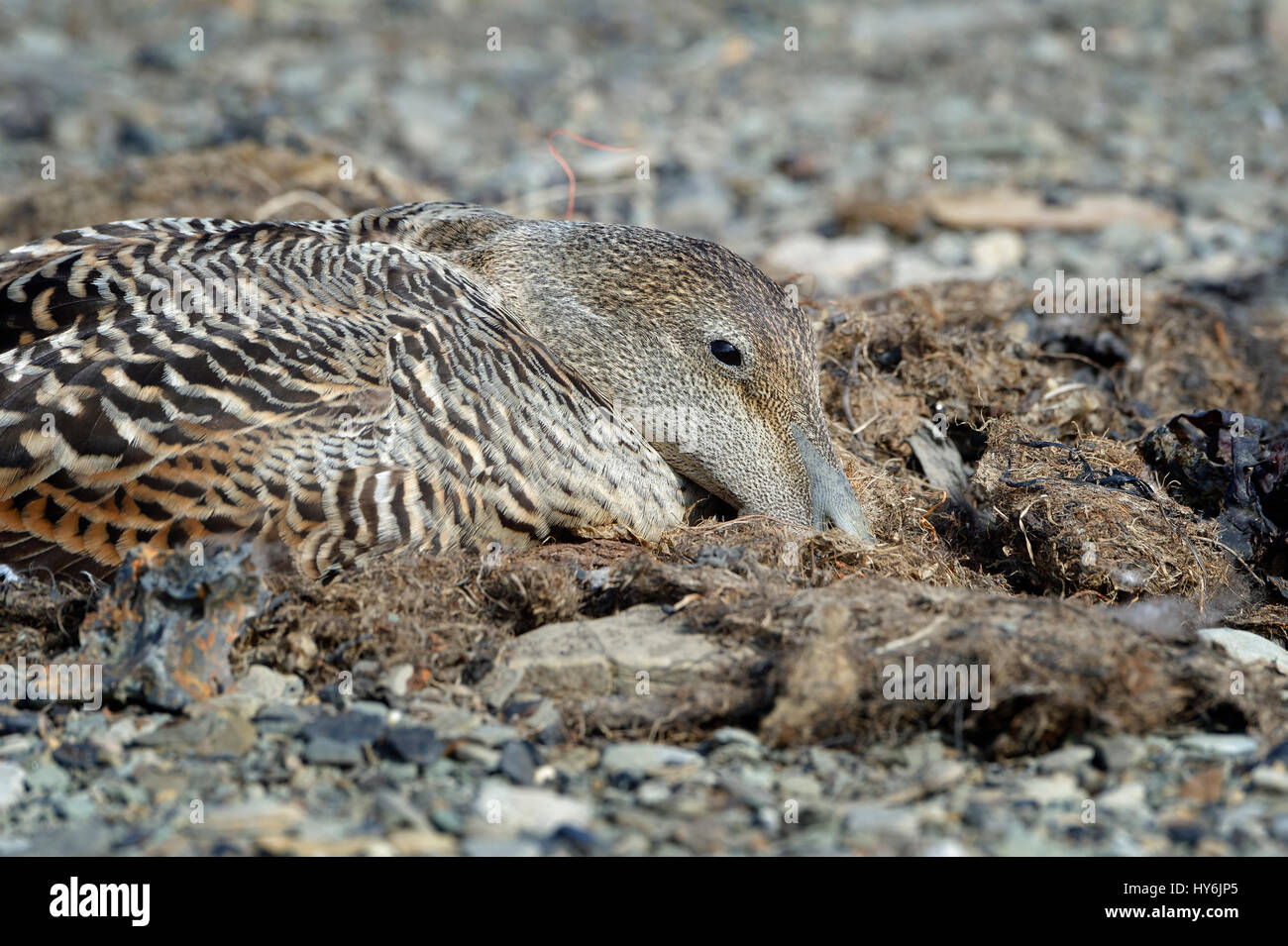 Common Eider (Somateria mollissima) nesting on gravelled beach near ...