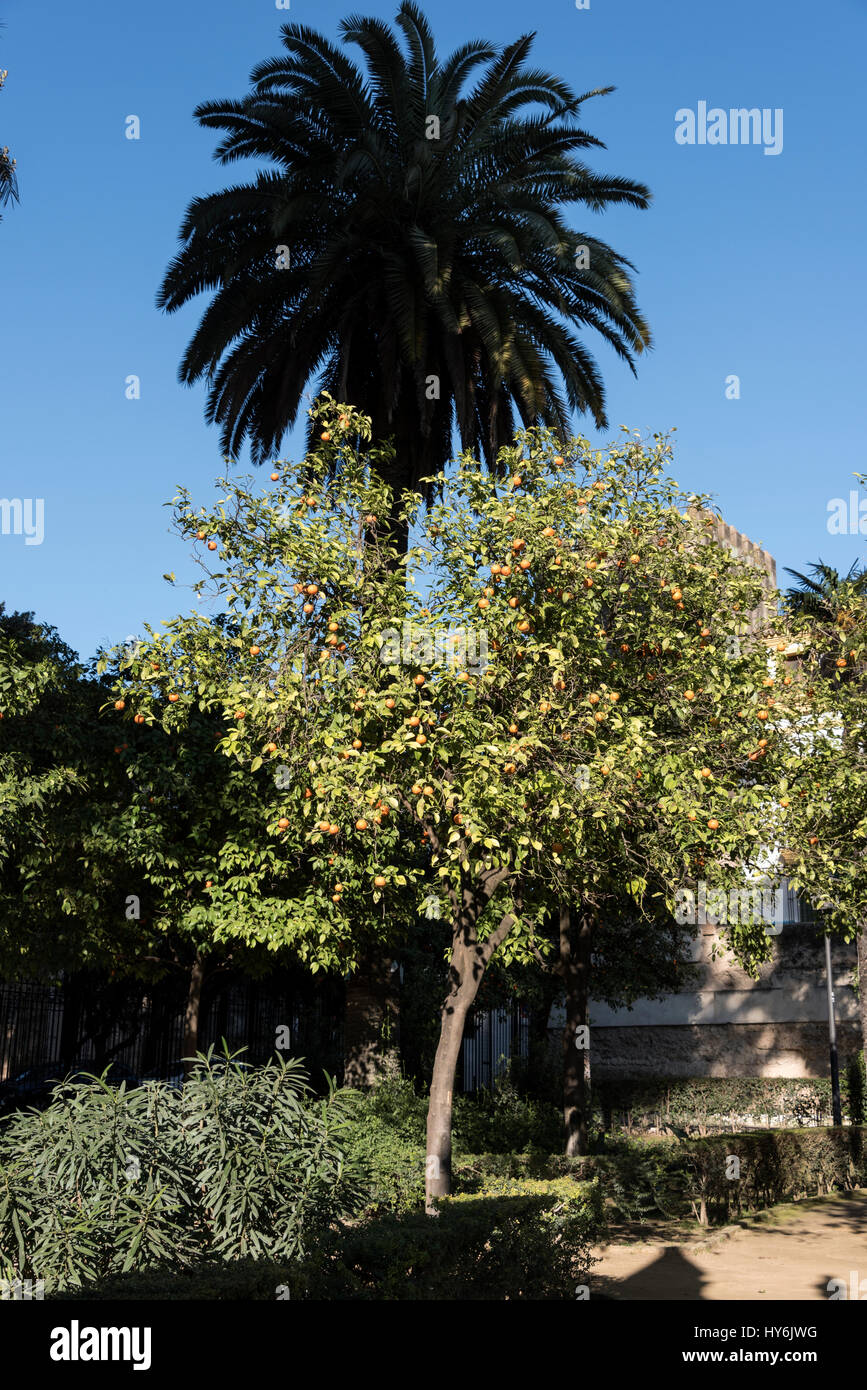 Seville orange tree hi-res stock photography and images - Alamy