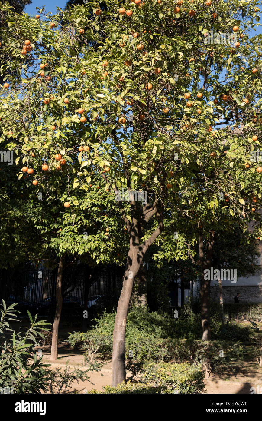 Seville orange tree hi-res stock photography and images - Alamy